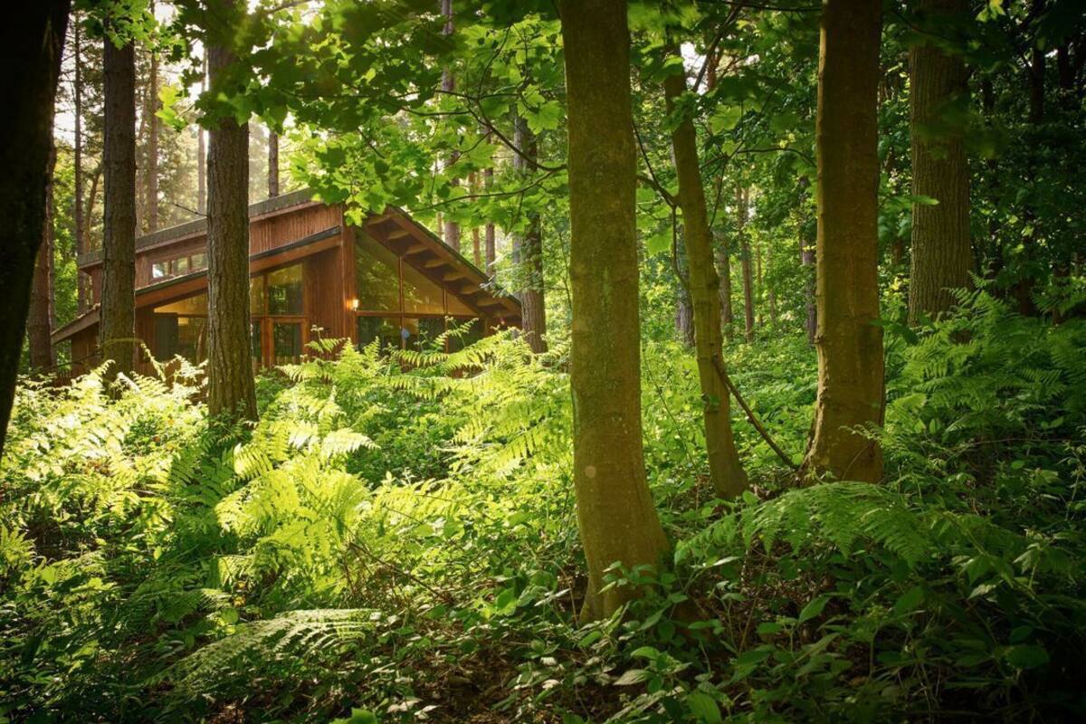 Uma cabana na floresta com fachada de madeira, rodeada por vegetação densa e árvores.