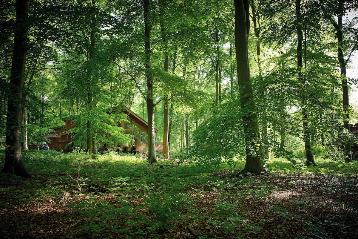 Uma área arborizada com uma cabana cercada por árvores altas e folhagem densa.