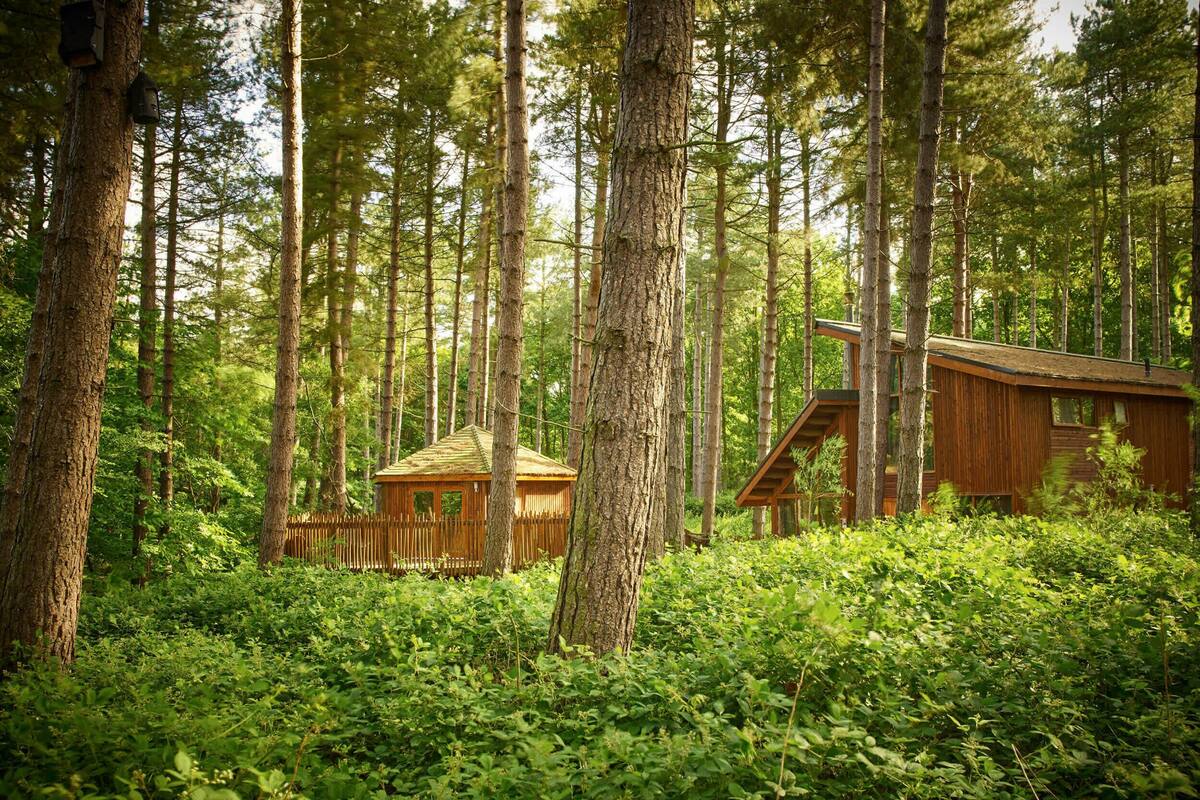 Uma cabana numa floresta, com fachada de madeira, rodeada por árvores altas e vegetação densa.