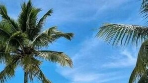 Uma praia com palmeiras, guarda-sóis e pessoas.