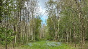 Uma área arborizada com um caminho bem definido.