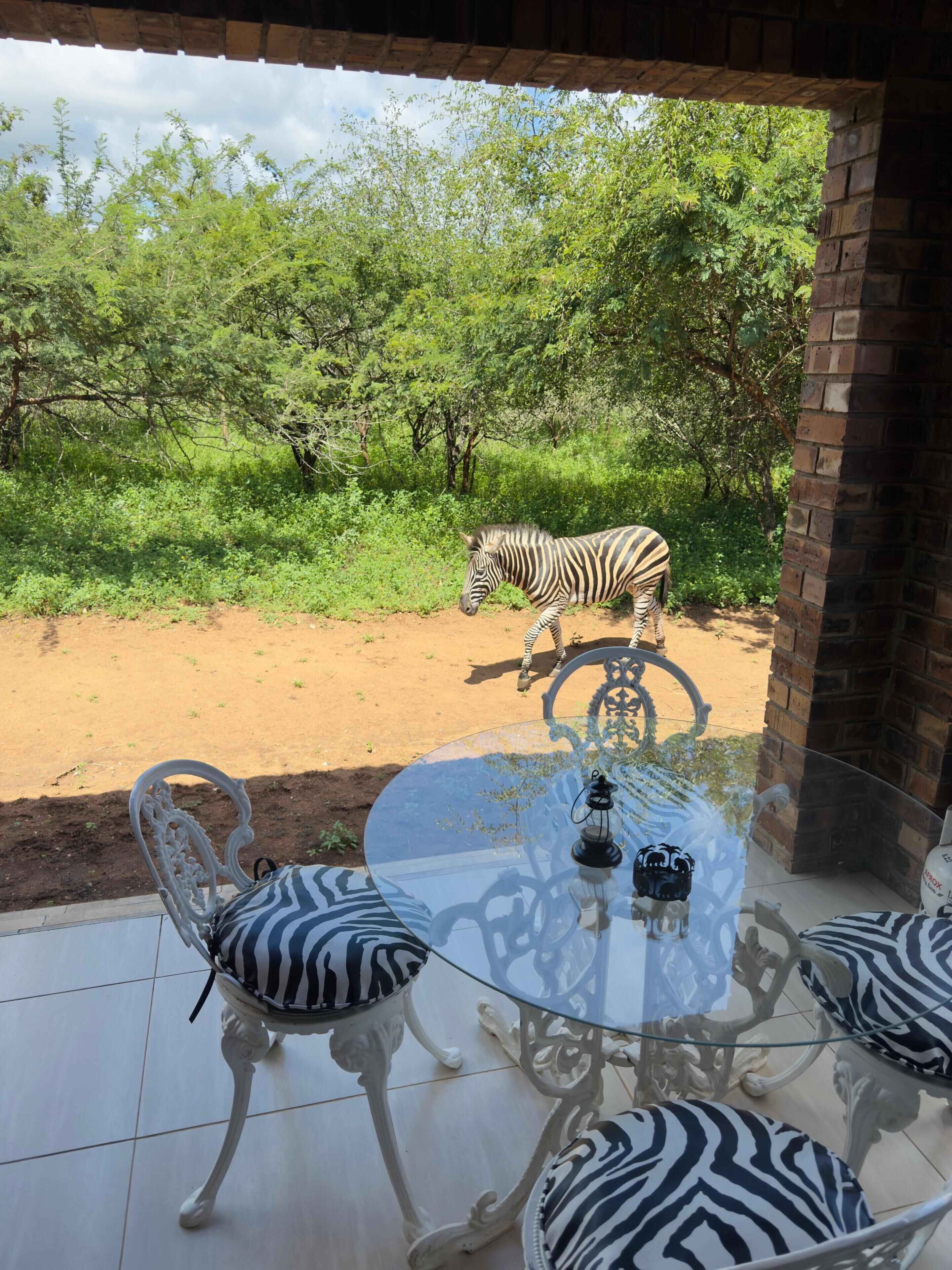 Mesa de vidro com almofadas estampadas em padrão de zebra, uma zebra ao fundo e uma parede de tijolos.