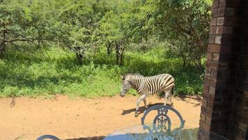 Mesa de vidro com almofadas estampadas em padrão de zebra, uma zebra ao fundo e uma parede de tijolos.