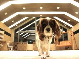 Um cão em um interior moderno com design de teto geométrico e elementos estruturais aparentes.