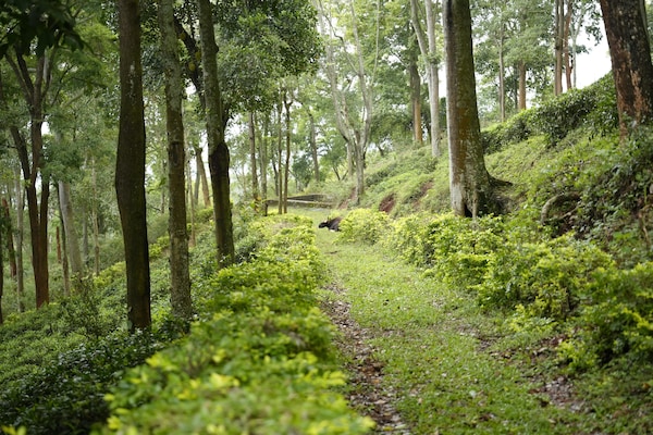 O Land Wilderness Lodges - Kerala