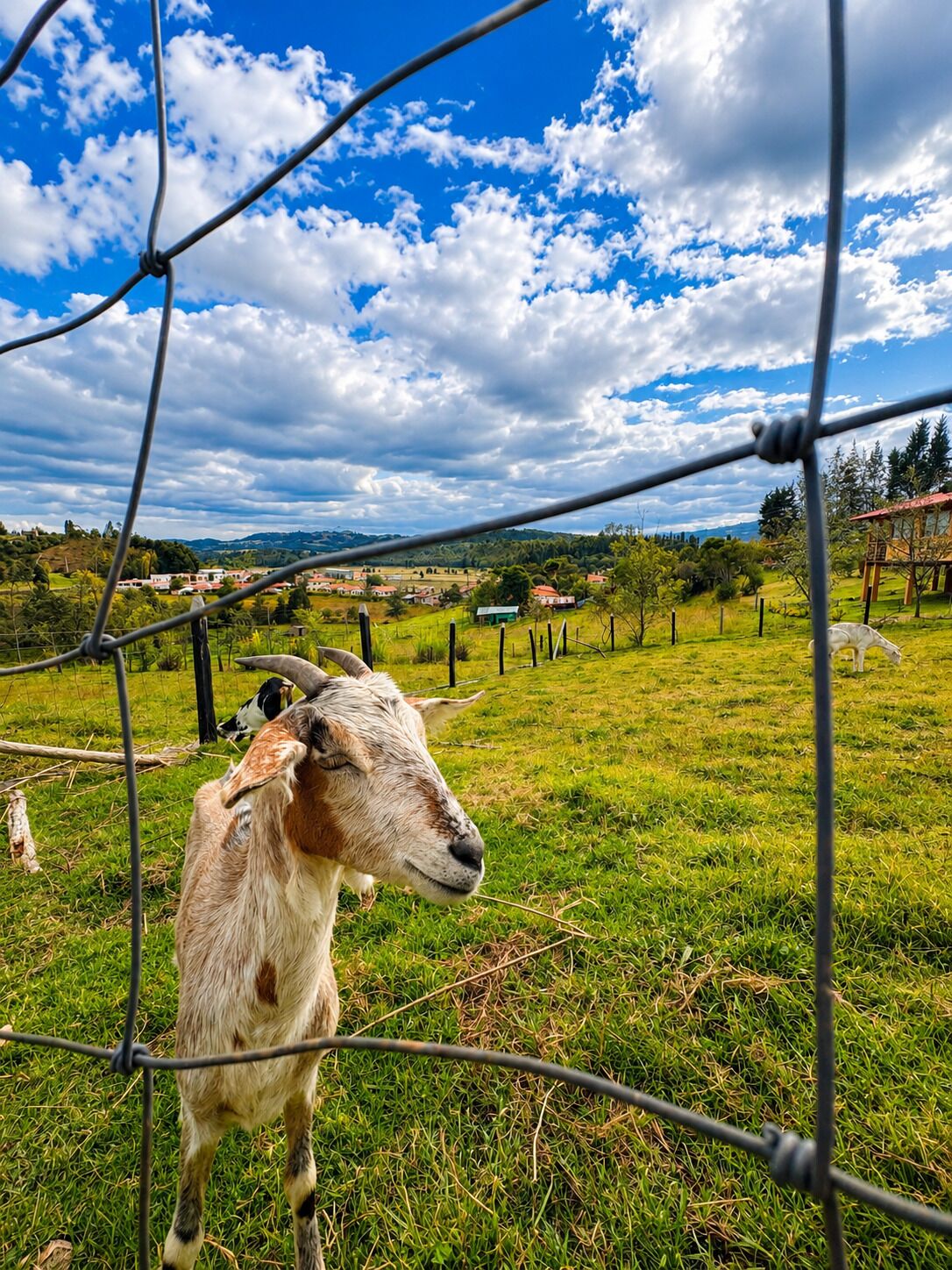 Uma cabra atrás de uma cerca de arame, com paisagem rural ao fundo.