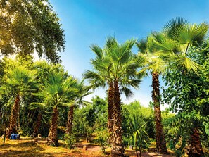 Um jardim tropical com palmeiras e folhagem densa.