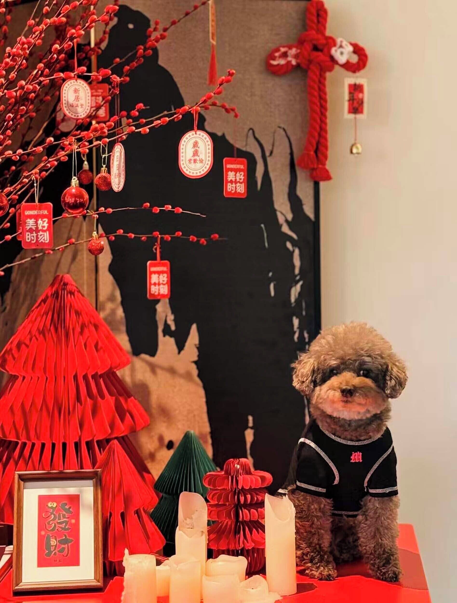 Um cão sentado sobre uma superfície vermelha com um caractere chinês emoldurado, rodeado por decorações e velas vermelhas.