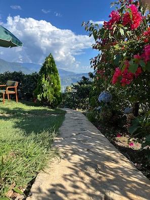 Um caminho no jardim com uma cadeira e uma árvore conífera.