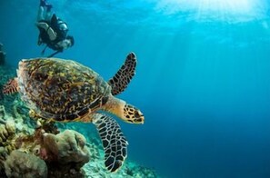 Uma tartaruga marinha nada perto de um recife de coral, com um mergulhador ao fundo.