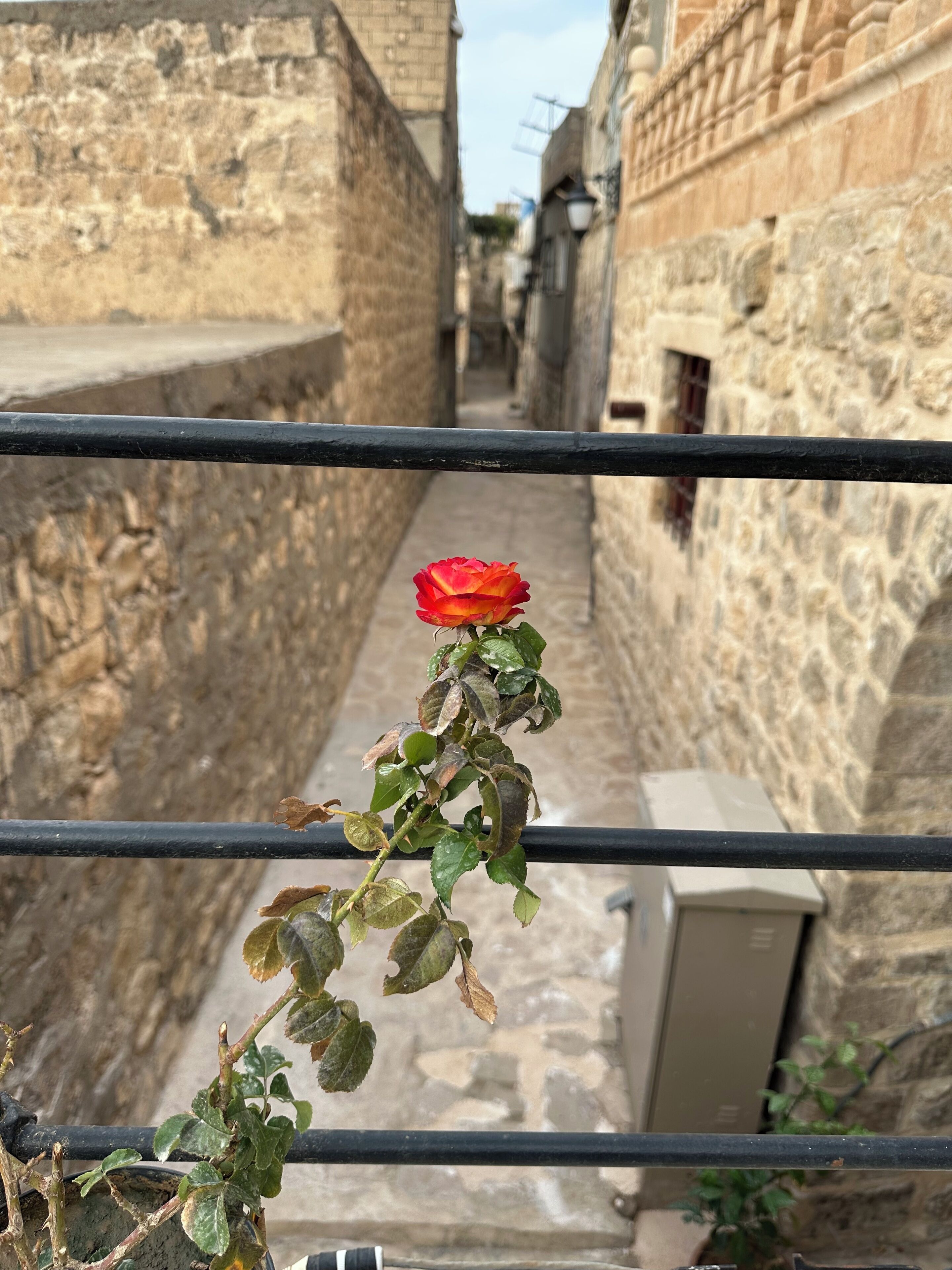 Uma viela estreita com uma rosa vermelha em um corrimão, paredes de pedra e um quadro de eletricidade.
