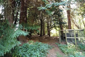 Área arborizada com portão de madeira e folhagem densa.