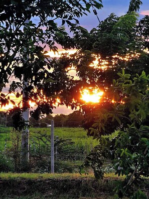 Pôr do sol com uma cerca e árvores em primeiro plano.
