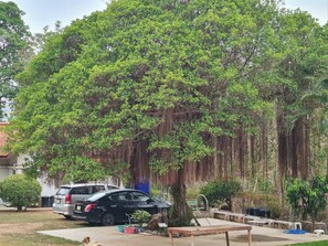 Uma árvore com raízes pendentes, um carro e um balanço em um bairro residencial.