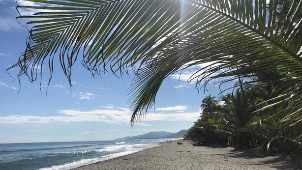 Uma praia com céu claro, palmeiras e o oceano.