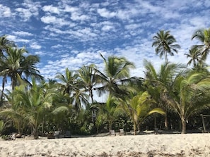 Uma praia com palmeiras e céu claro.