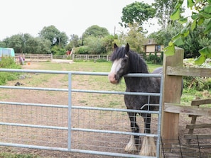 Um cavalo atrás de uma cerca de metal em área cercada, com árvores e um edifício ao fundo.