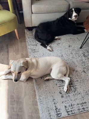 Dois cães deitados num tapete em um quarto com chão de madeira e um sofá cinzento.