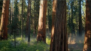 A dense forest with tall trees and a misty atmosphere.