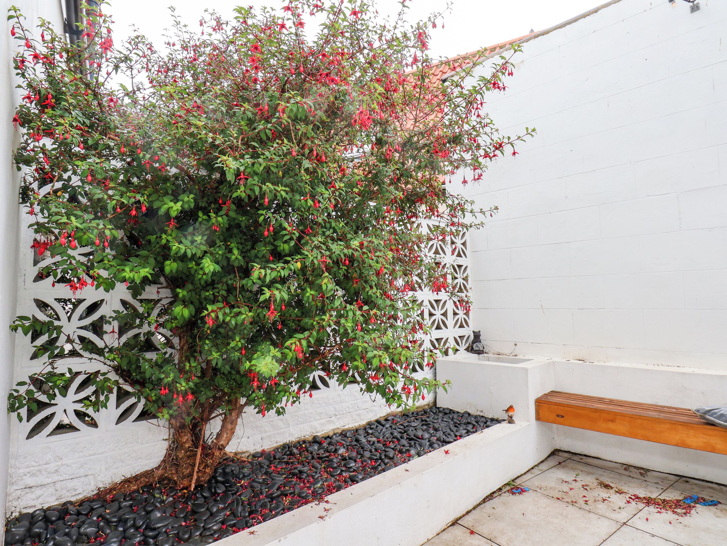Uma pequena árvore com flores vermelhas em área de paredes brancas, com um banco e um treliça branca decorativa.