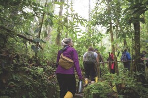 Uma trilha na floresta com pessoas caminhando.