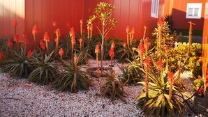 Um edifício vermelho com um jardim na frente, incluindo diversas plantas e um caminho de pedrinhas.