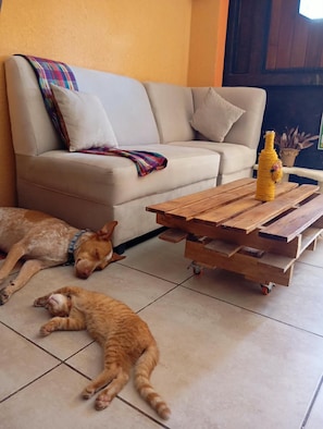 Sala de estar com um sofá, mesa de centro de madeira e dois cachorros deitados no chão.