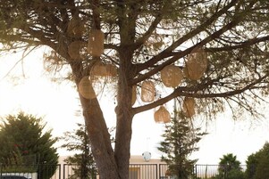 Uma árvore com lanternas penduradas, uma cerca e um edifício ao fundo.