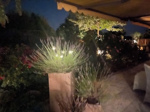 Uma área de jardim com plantas em vasos e uma estrutura de pérgula.