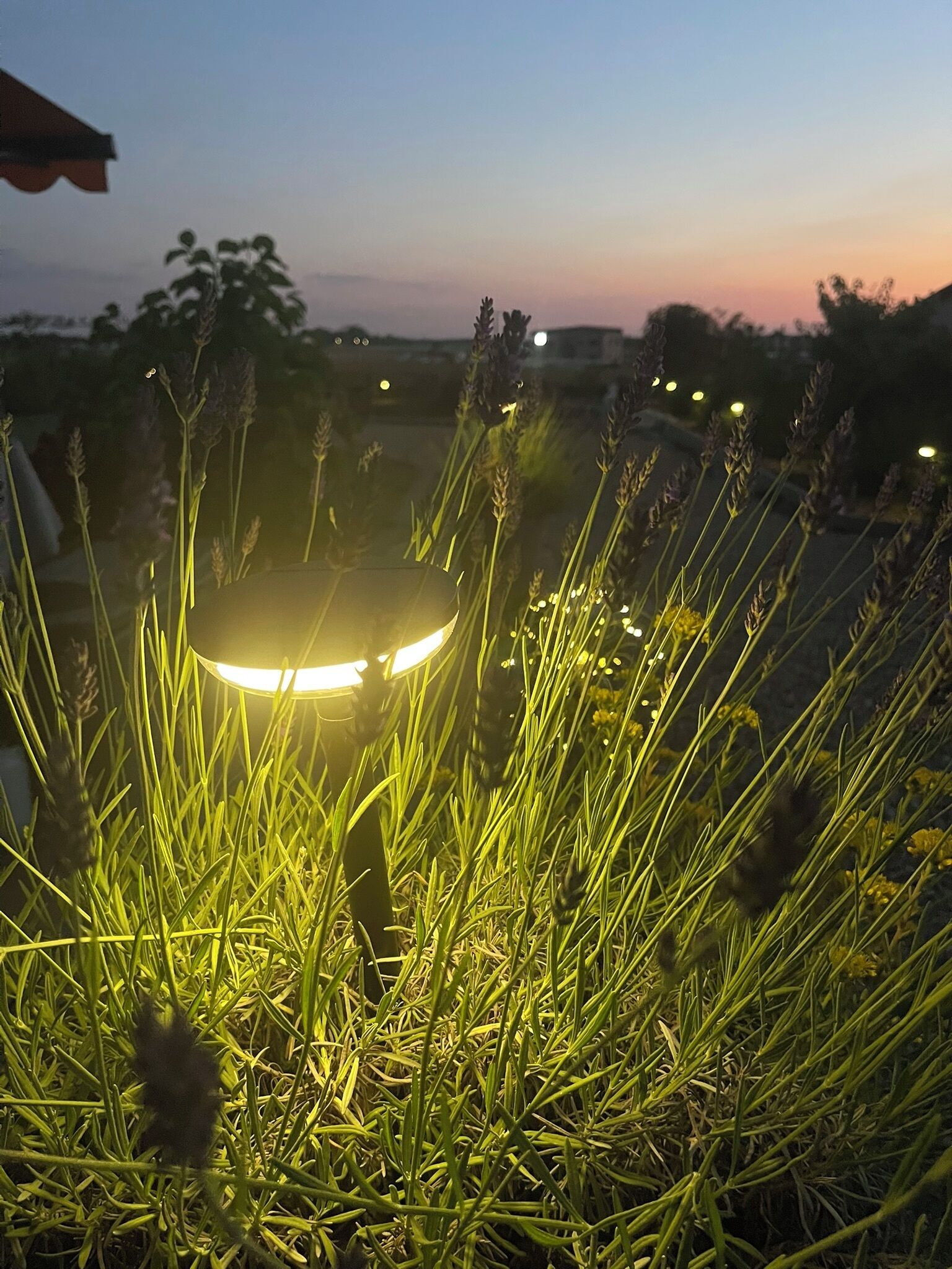 Uma área ajardinada com um luminária circular cercada por grama e plantas.