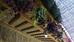 Quarto de madeira com uma cama, uma cadeira e uma mesa. Há plantas penduradas no teto e uma janela com vista.