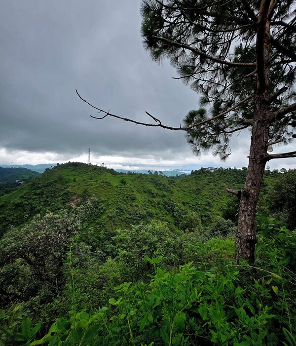 Pine Wood Nirvana Jungle Resorts - Himachal Pradesh