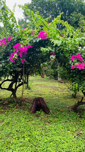 Um jardim com árvores floridas e um grande toco de árvore.