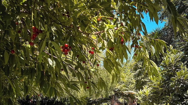 Um jardim com vários redes e um gramado.