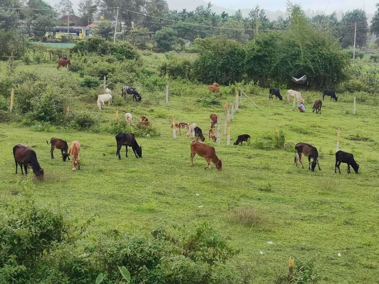 Paisagem rural com várias vacas pastando em um campo.