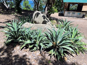 Um jardim com plantas de agave e uma formação rochosa.