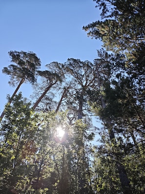Uma floresta densa com árvores altas e luz do sol filtrando pela copa.