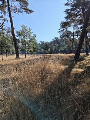 Paisagem natural com árvores altas e grama seca.