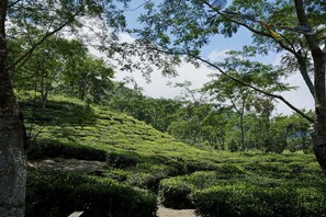 Plantação de chá exuberante em terraços, com vegetação densa e céu claro.