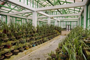 Uma estufa com fileiras de plantas em vasos e teto alto com cobertura de vidro.