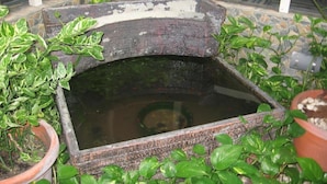 Um pequeno espaço aquático retangular, com uma borda de pedra rústica e desgastada, cercado por plantas verdes exuberantes.
