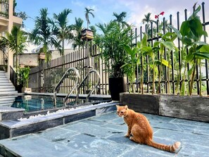 Um gato sentado em um pátio de pedra com piscina e cerca com plantas.