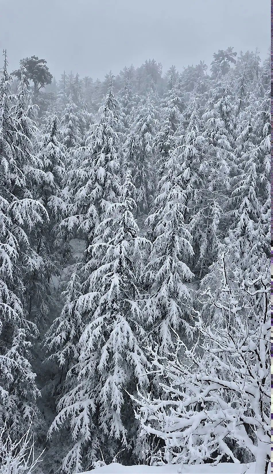 Uma densa floresta de árvores cobertas de neve.