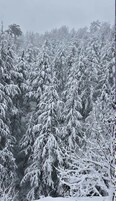 Uma densa floresta de árvores cobertas de neve.