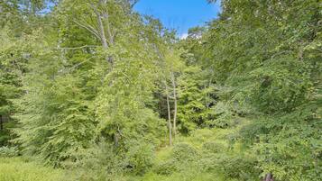 Uma floresta densa com várias árvores e vegetação rasteira.