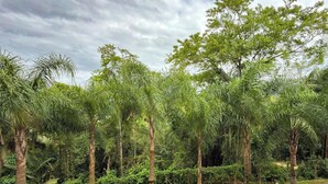 Uma floresta tropical densa, com árvores altas e grande variedade de folhagem.