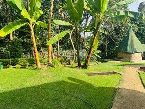 Jardim bem cuidado com bananeiras e um pequeno edifício com telhado verde.