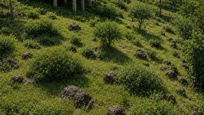 Várias tendas com cadeiras de madeira, montadas numa colina gramada com vista para montanhas ao longe.