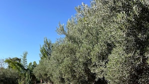 Uma trilha de pedra serpenteia por um olival, com oliveiras de ambos os lados.