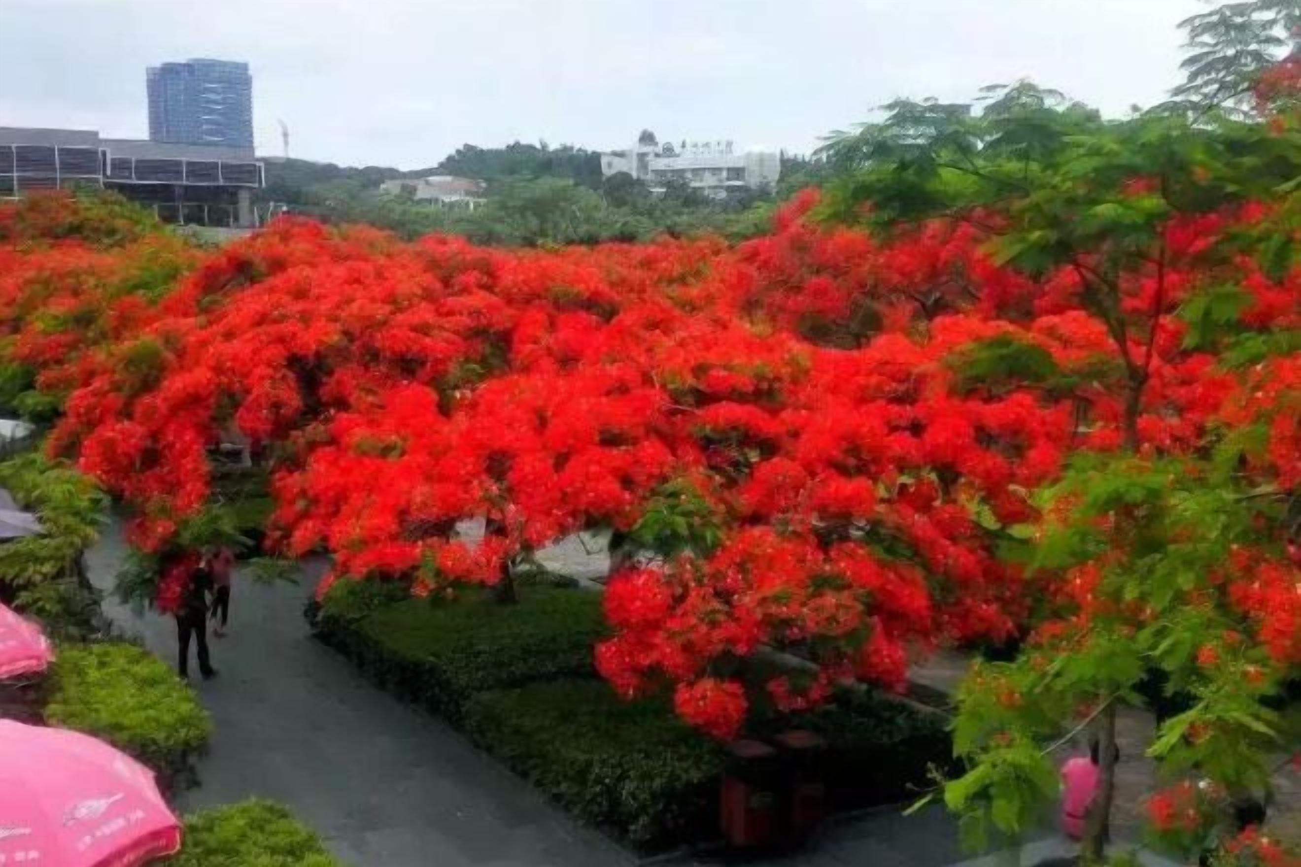 Caminho cercado por vegetação exuberante e árvores com flores vermelhas.